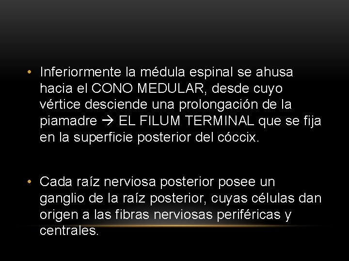 CONFORMACIN EXTERNA E INTERNA DE MEDULA ESPINAL Henrry
