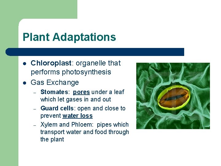 Respiration and Photosynthesis Chemical Reactions that Transfer Energy