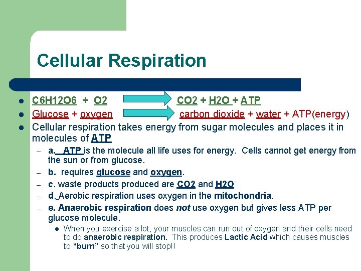 Respiration and Photosynthesis Chemical Reactions that Transfer Energy