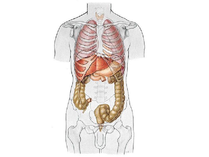 REGIONAL ANATOMY OF THE ABDOMEN Regions Lines Projection