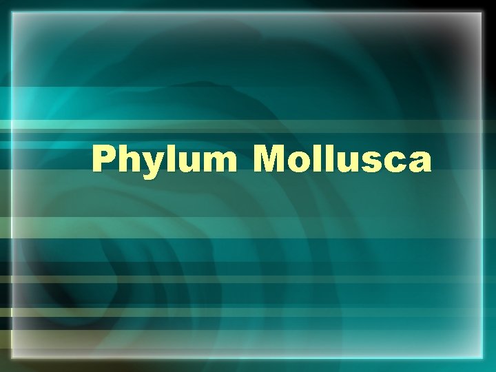 Phylum Mollusca General Characteristics Coelomates true body cavity