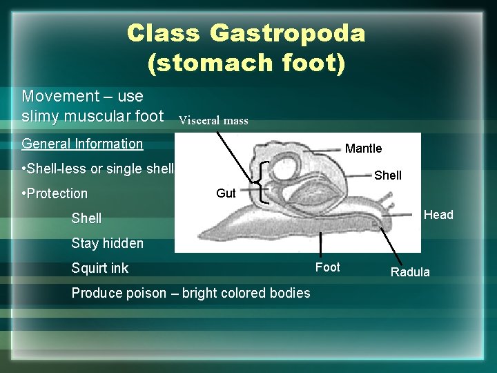 Phylum Mollusca General Characteristics Coelomates true body cavity