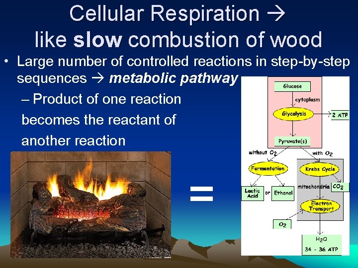 Matter and Energy Pathways in Living Systems Photosynthesis