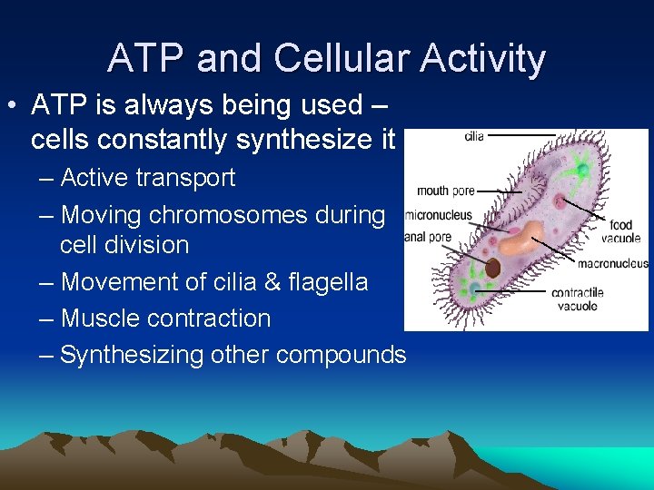 Matter and Energy Pathways in Living Systems Photosynthesis