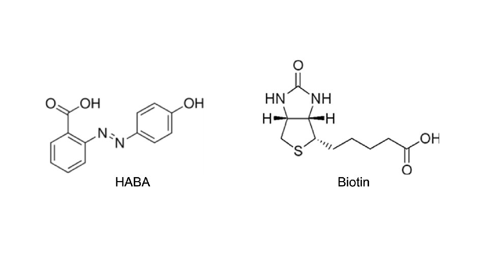 Threedimensional structure of the avidinbiotin complex The avidin