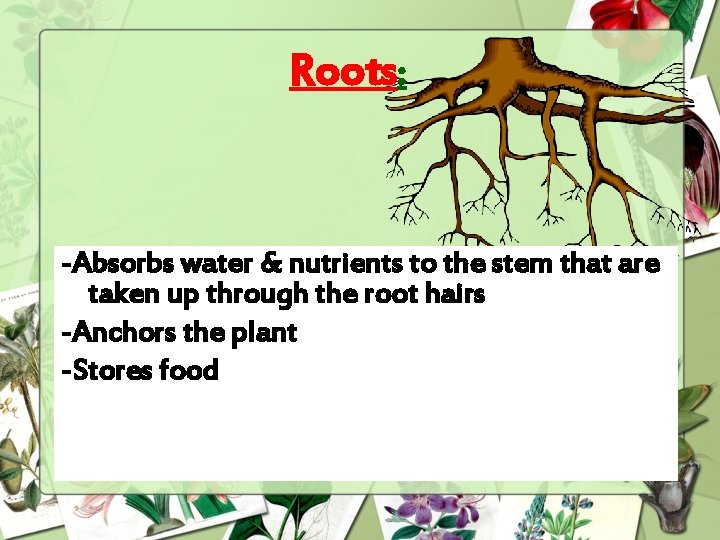 Functions of Plant Parts 1 st Quarter Objectives