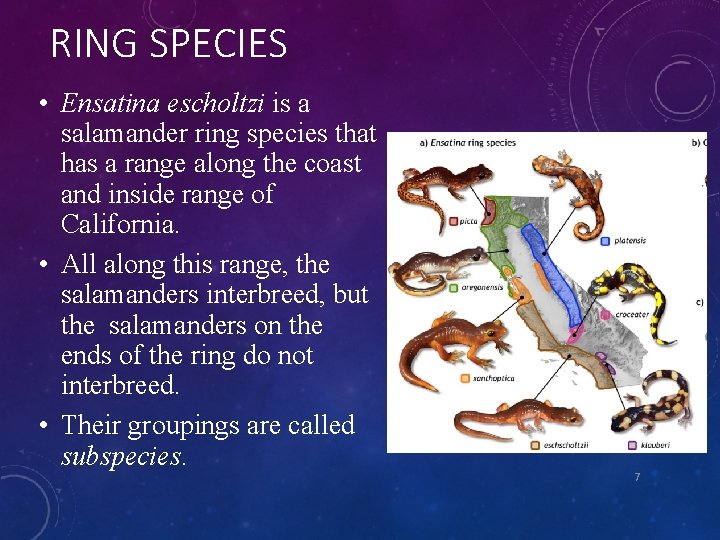 MACROEVOLUTION ALLOPATRIC SPECIATION 1 LOOKS CAN BE DECEIVING