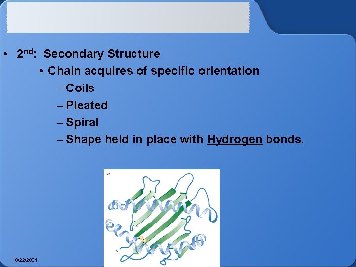 Proteins Objectives 1 Identify the structure and function