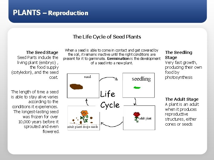 PLANTS POWERPOINT SLIDESHOW Grade 7 Science PLANTS FOR