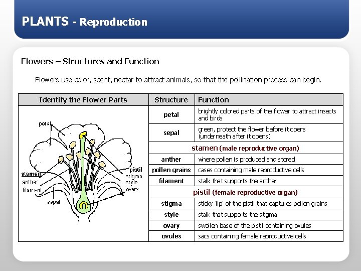 PLANTS POWERPOINT SLIDESHOW Grade 7 Science PLANTS FOR