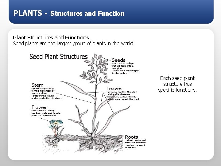 PLANTS POWERPOINT SLIDESHOW Grade 7 Science PLANTS FOR