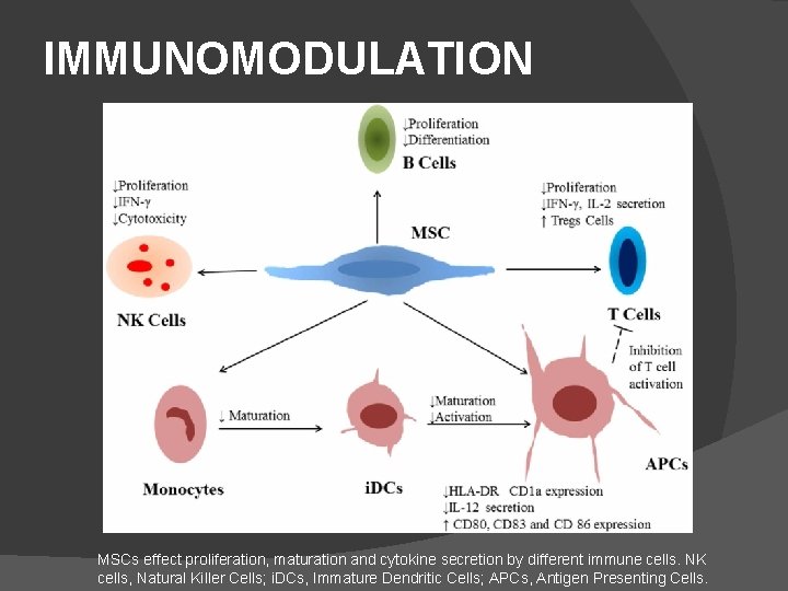 MESENCHYMAL STEMSTROMAL CELL Shen Bin 9 20 2015