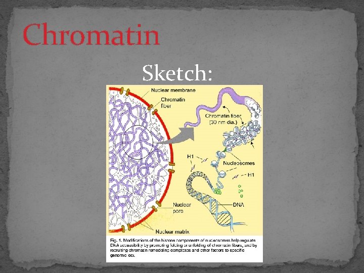 Plant and Animal Cells Structure and Function Cell