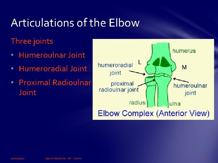Chapter 17 The Elbow 10222021 Sports Medicine Mr