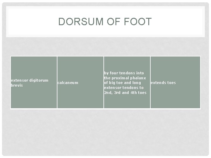 FOOT AND ANKLE ANATOMY RESOURCES Getbodysmart com http