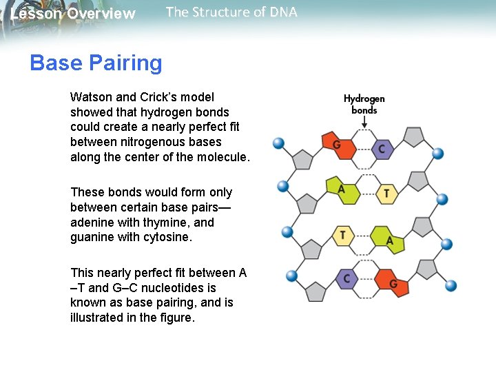 Lesson Overview The Structure of DNA Nucleic Acids