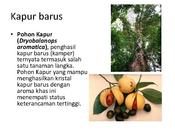 HEWAN DAN TUMBUHAN LANGKA BUAH BUNI Buni adalah