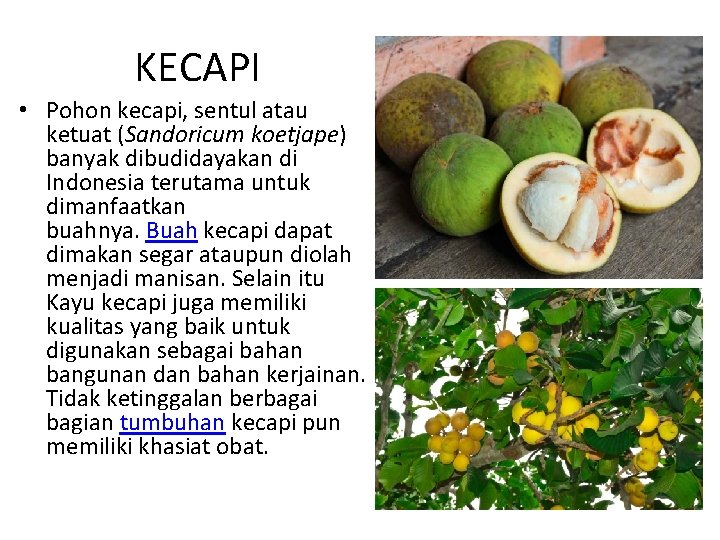 HEWAN DAN TUMBUHAN LANGKA BUAH BUNI Buni adalah