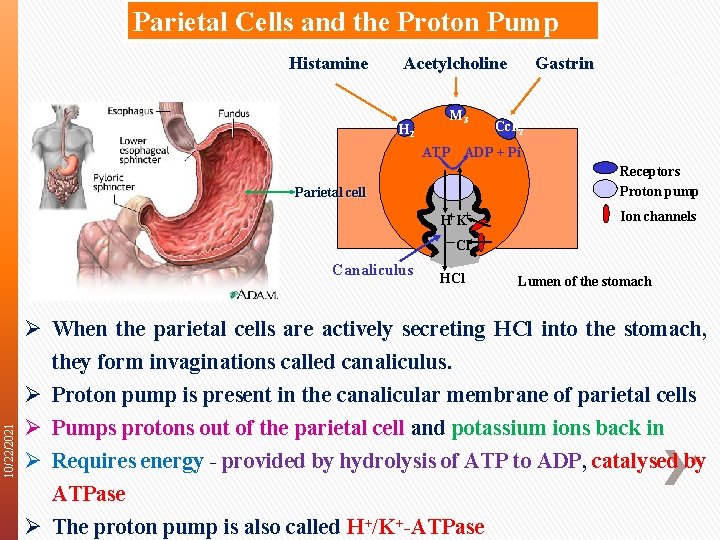 PROTON PUMP INHIBITORS Medicinal Chemistry III B Pharm