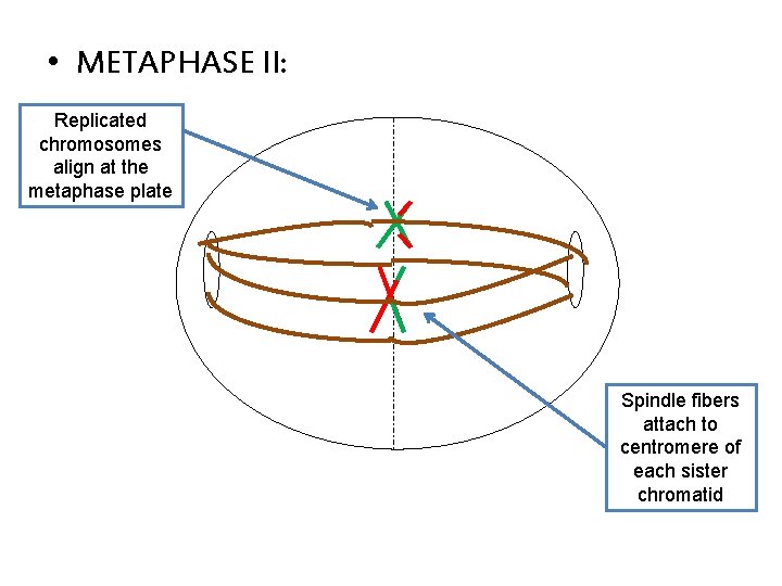 Meiosis I and II Stages October 22 2021