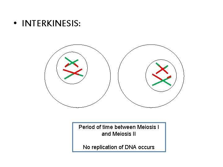 Meiosis I and II Stages October 22 2021