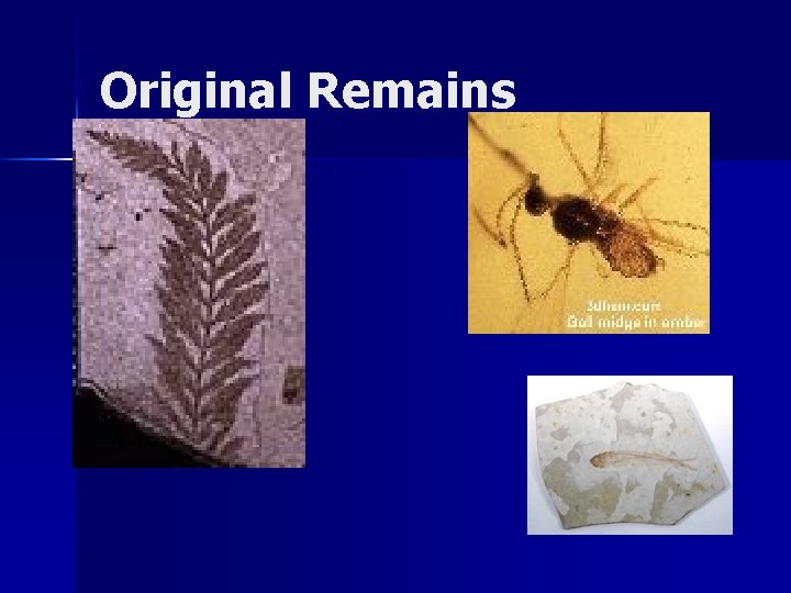 Fossils Essential Questions What are fossils and how