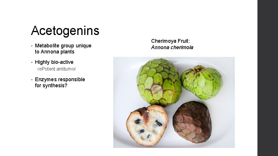 Do symbiotic bacteria synthesize anticancer drugs isolated from