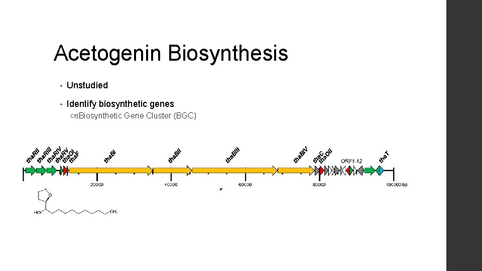 Do symbiotic bacteria synthesize anticancer drugs isolated from