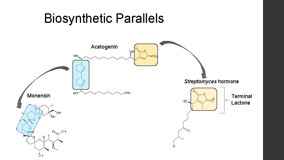 Do symbiotic bacteria synthesize anticancer drugs isolated from