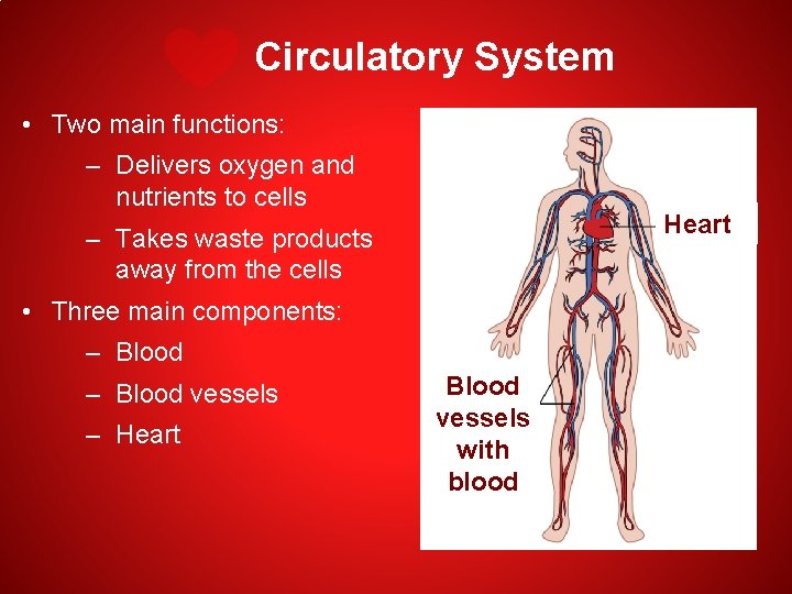Introducing the CIRCULATORY SYSTEM Teachers in Residence Programme