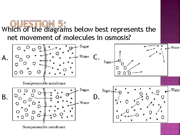 n Cell membrane is composed of n Phospholipid