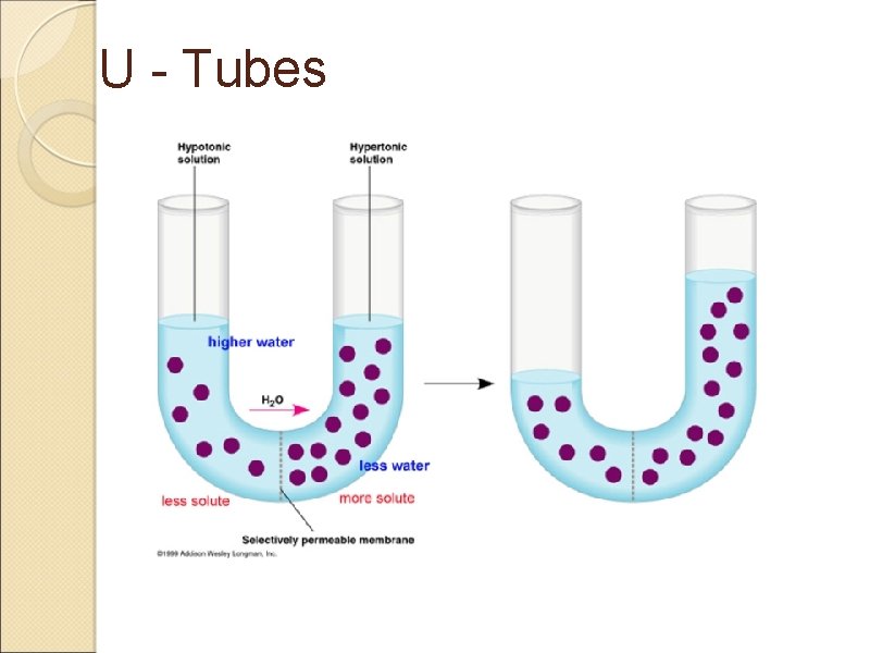 Chapter 7 3 The Cell Membrane Active Passive