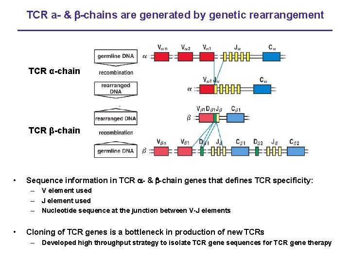 Developing TCR gene therapy for multiple myeloma Gavin