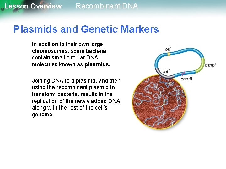 Lesson Overview Recombinant DNA 15 2 Recombinant DNA