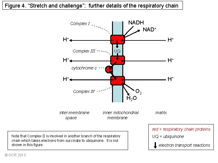 Figure 1 Location of enzymes involved in oxidative