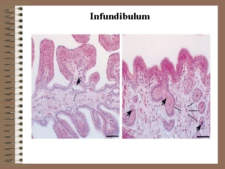 Female Genital System of birds BY DR MAHMOUD