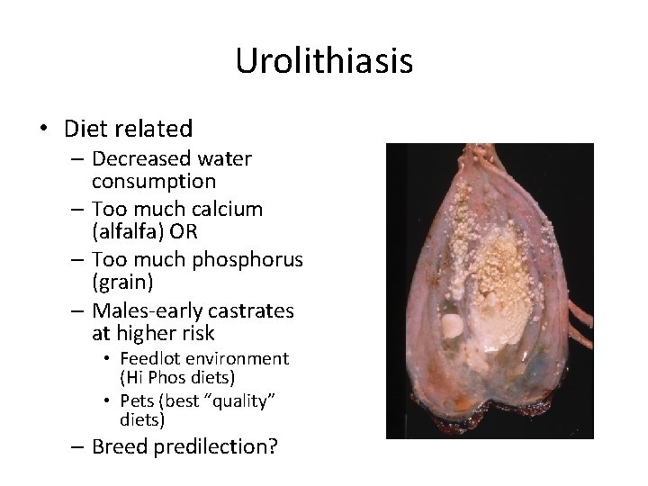 Small Ruminant Diseases Related to Nutrition and Metabolism