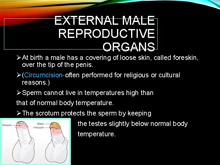 THE HUMAN REPRODUCTIVE SYSTEMS THE MALE REPRODUCTIVE SYSTEM