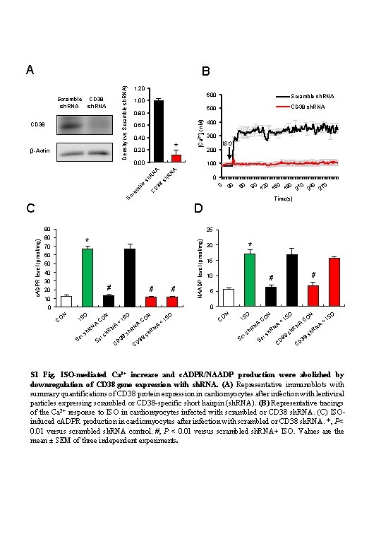 A B Density vs Scramble sh RNA 1