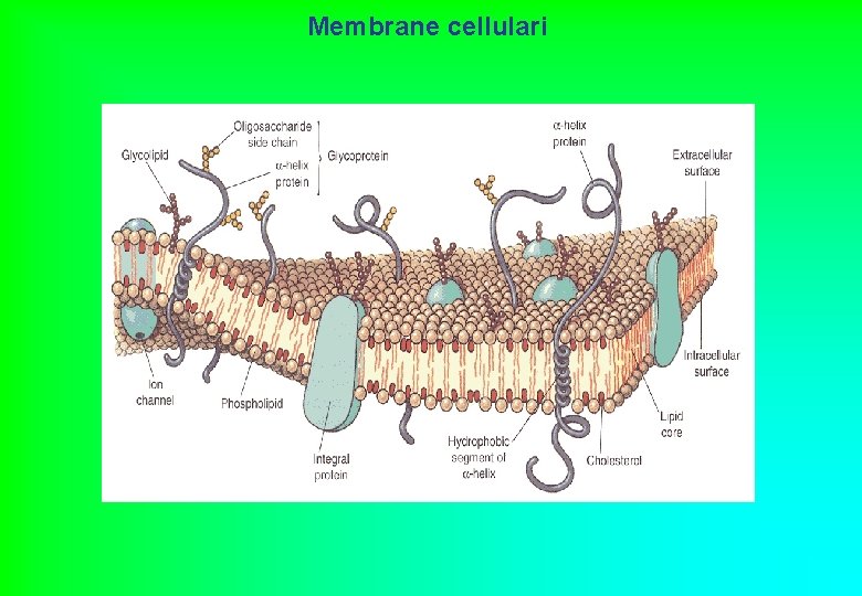 CLASSIFICAZIONE DEI LIPIDI Lipidi Esteri del glicerolo Semplici