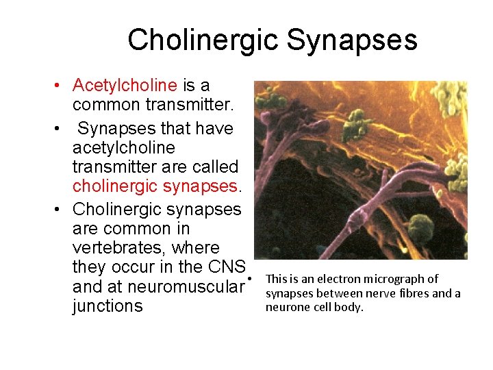 Module 1 Communication and homeostasis 1 1 8