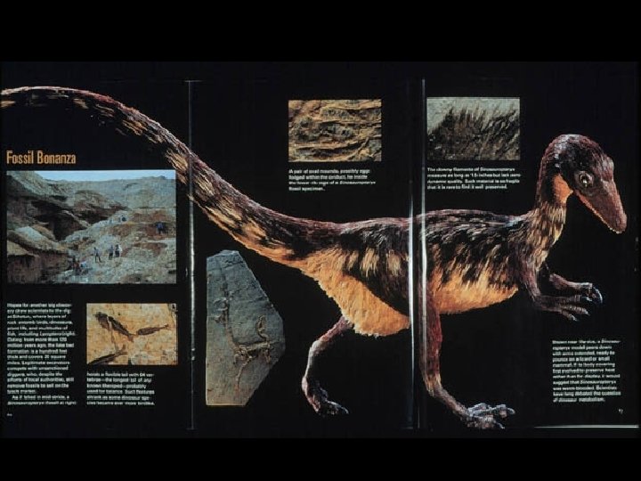 1 What Happened to Dinosaurs Dr Timothy B