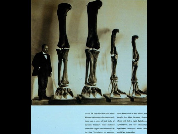 1 What Happened to Dinosaurs Dr Timothy B