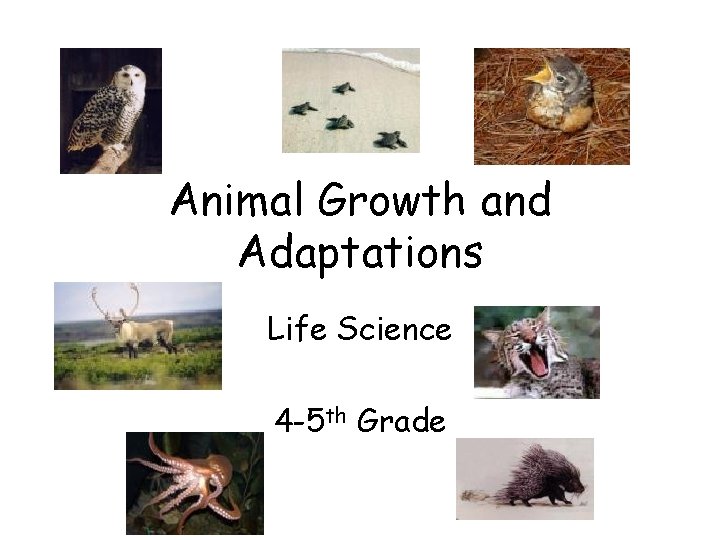 Animal Growth and Adaptations Life Science 4 5