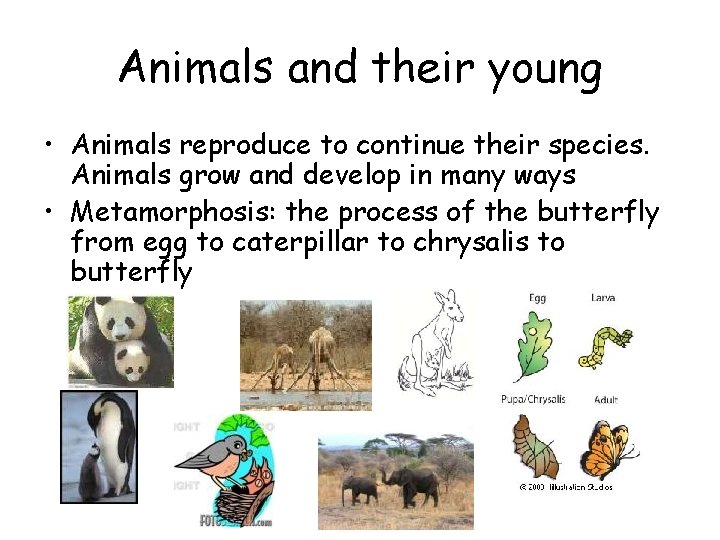 Animal Growth and Adaptations Life Science 4 5
