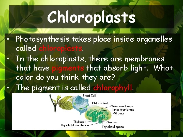 Photosynthesis An Overview Lets Make Our Own Food