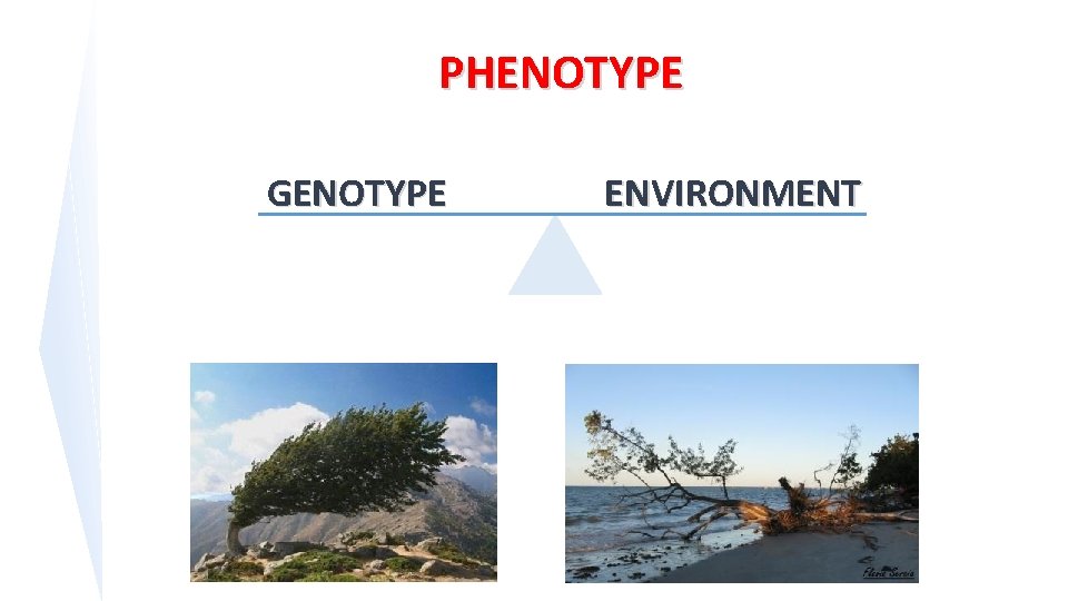 DNA damage biomarkers how do they predict susceptibility