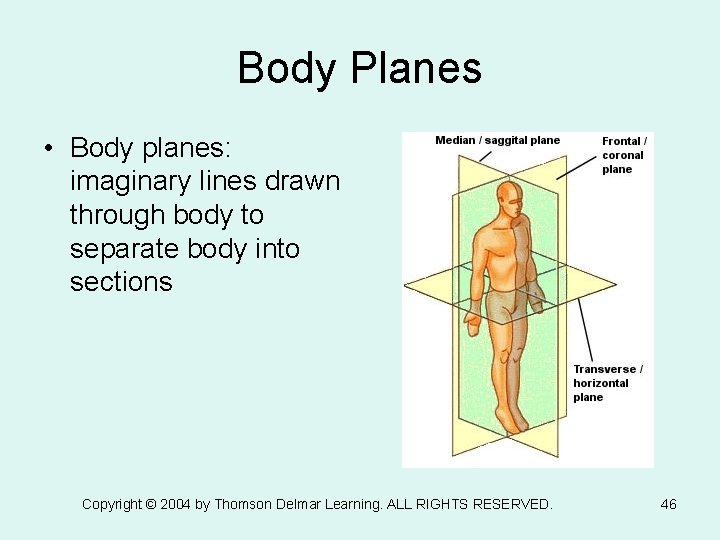 Body Systems Organ Systems Overview a group of