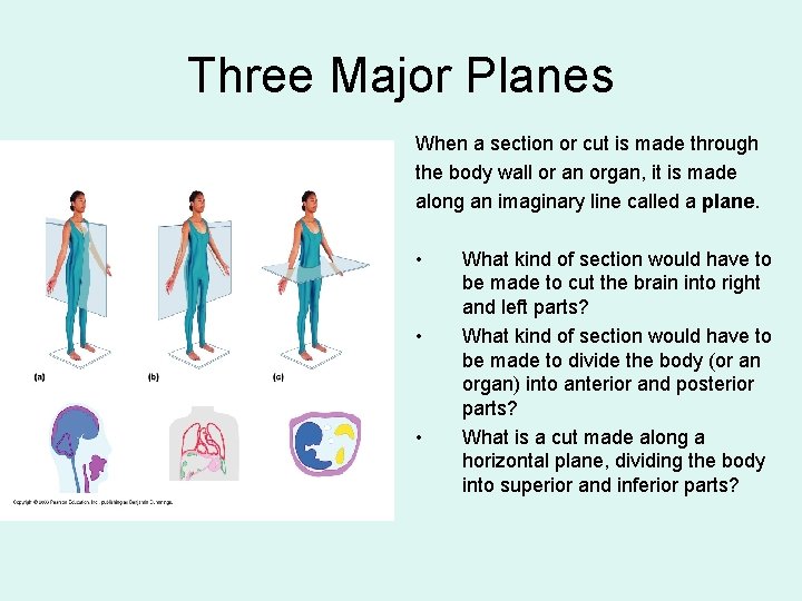 Body Systems Organ Systems Overview a group of