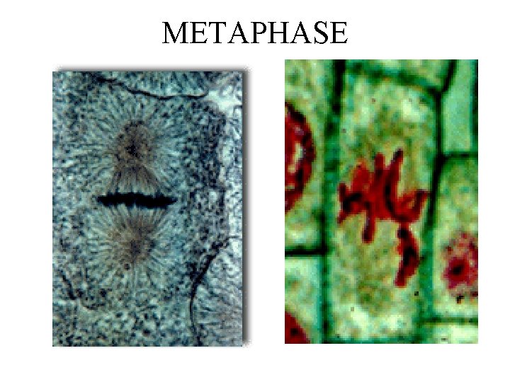 Important terms in eukaryotic cell division Chromosome threadlike